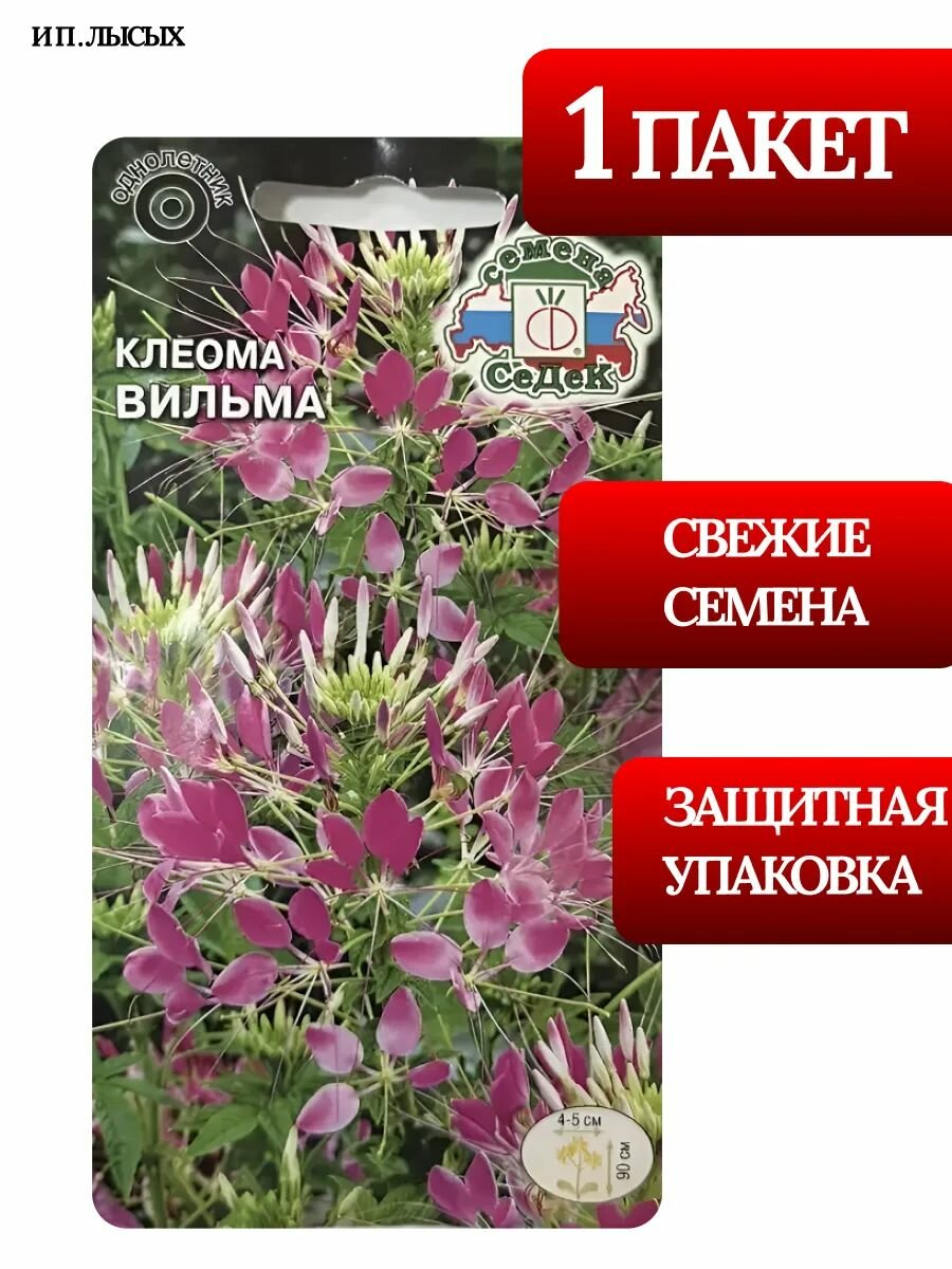 Семена Клеома "Вильма"