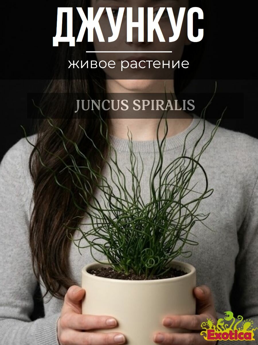 Джункус Спиралис, или Ситник Спиральный (Juncus Spiralis) D6см, живое растение