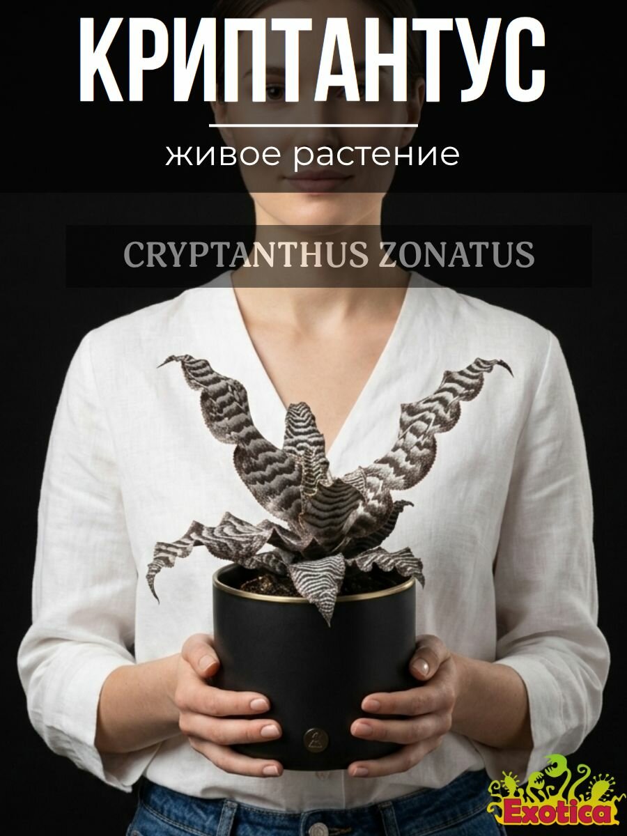 Криптантус Зонатус (Cryptanthus Zonatus) D9см, домашний цветок