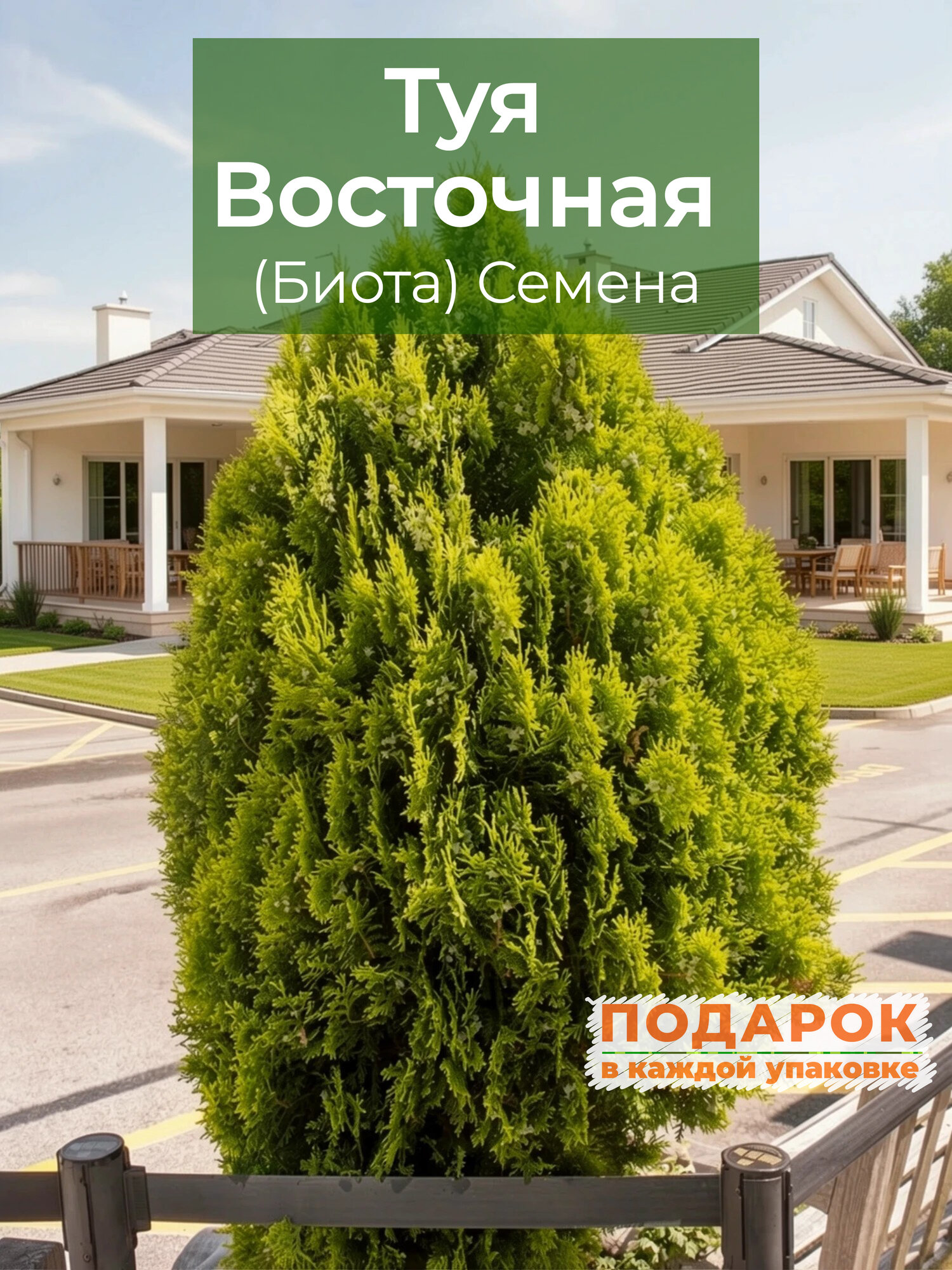 Туя Восточная Окул (Биота), Семена, 25 шт, семена хвойных деревьев