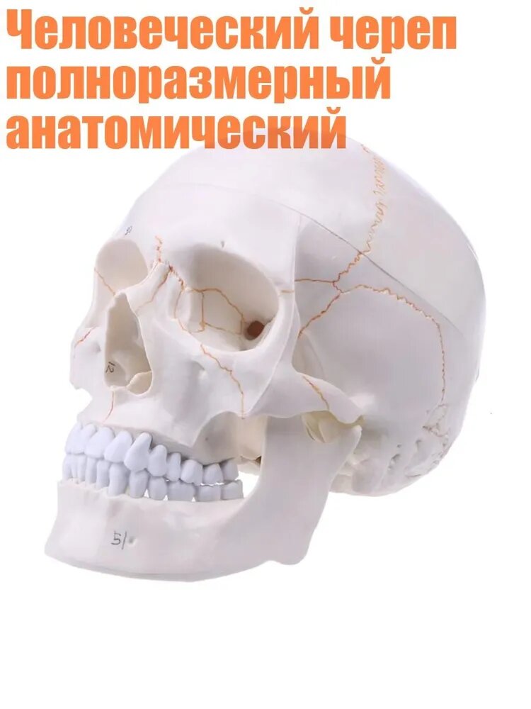 Человеческий череп полноразмерный анатомический, Белый