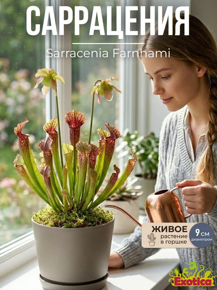 Саррацения Фарнхами (Sarracenia Farnhami) D9cм, насекомоядное растение