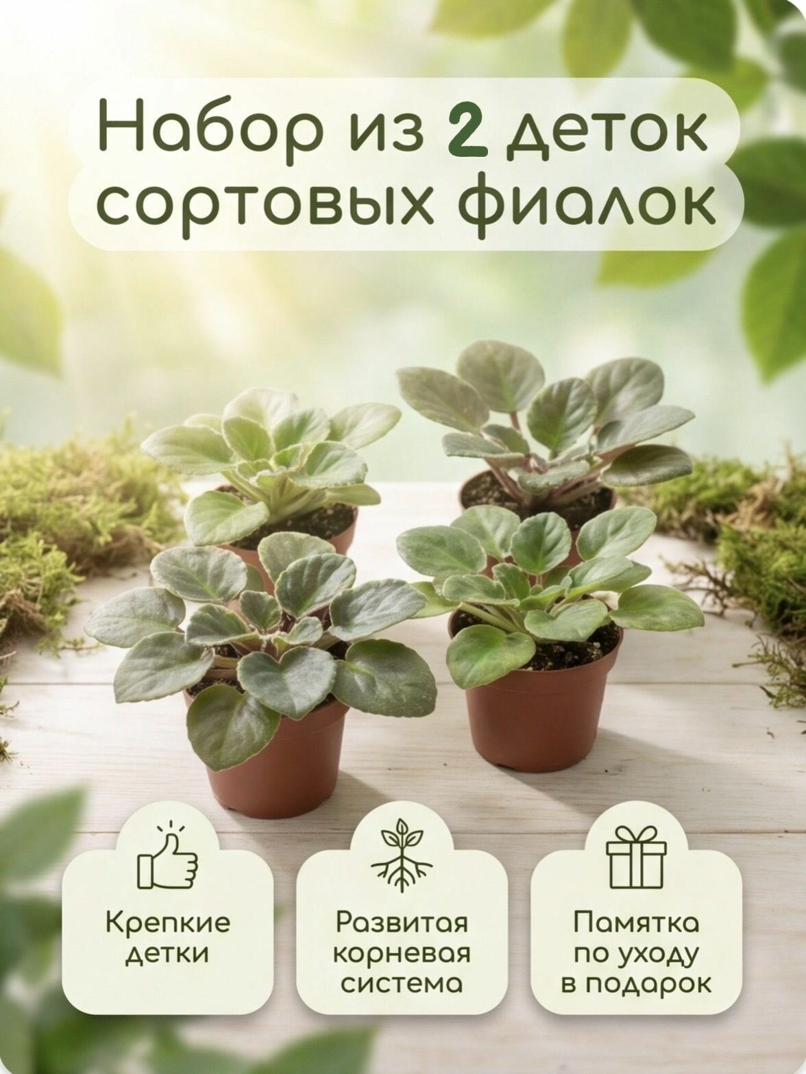 Детки сортовых фиалок, стандартные сорта, набор из 2 штук, микс