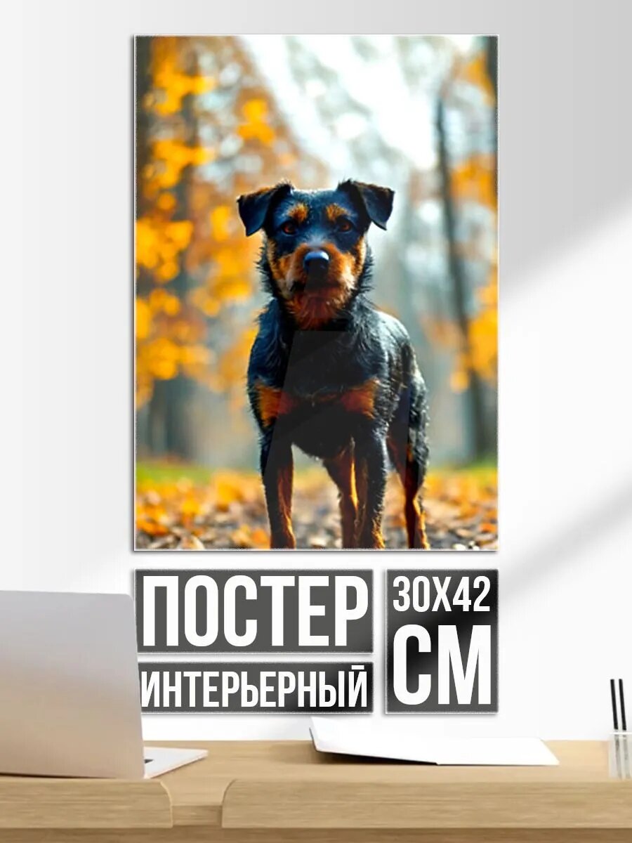 Постер на стену Ягдтерьер в осеннем лесу