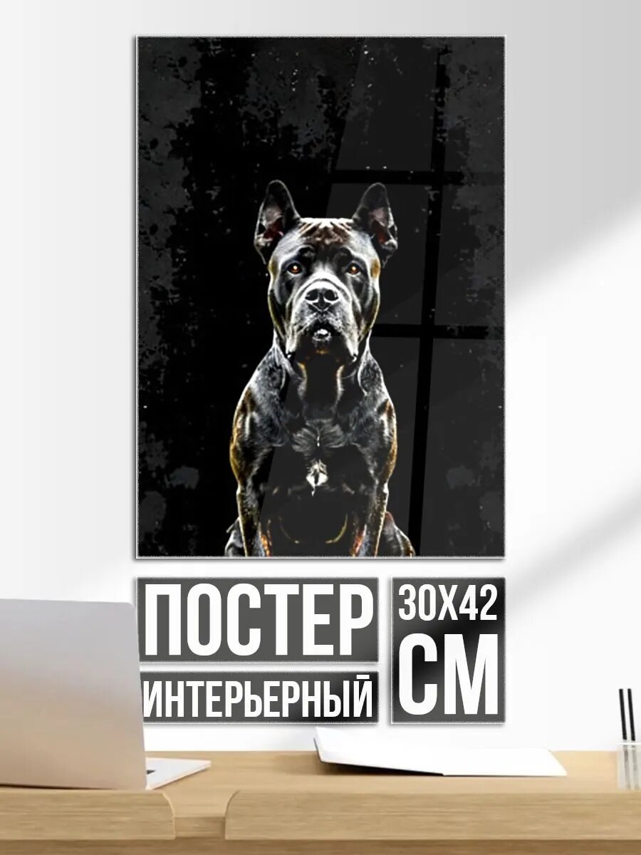 Постер на стену Кане-корсо на черном