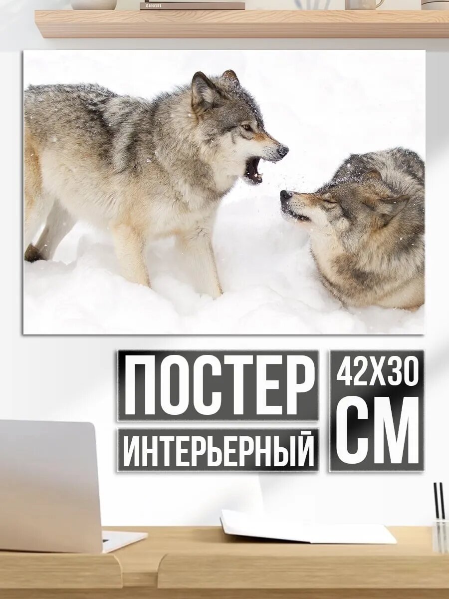 Плакат постер Два волка в снегу