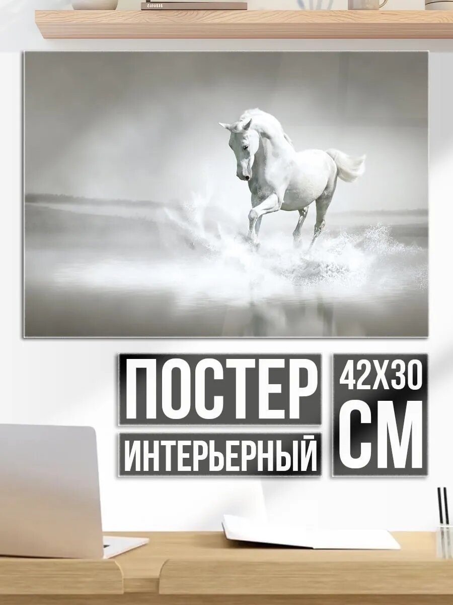 Плакат постер Белый конь в воде