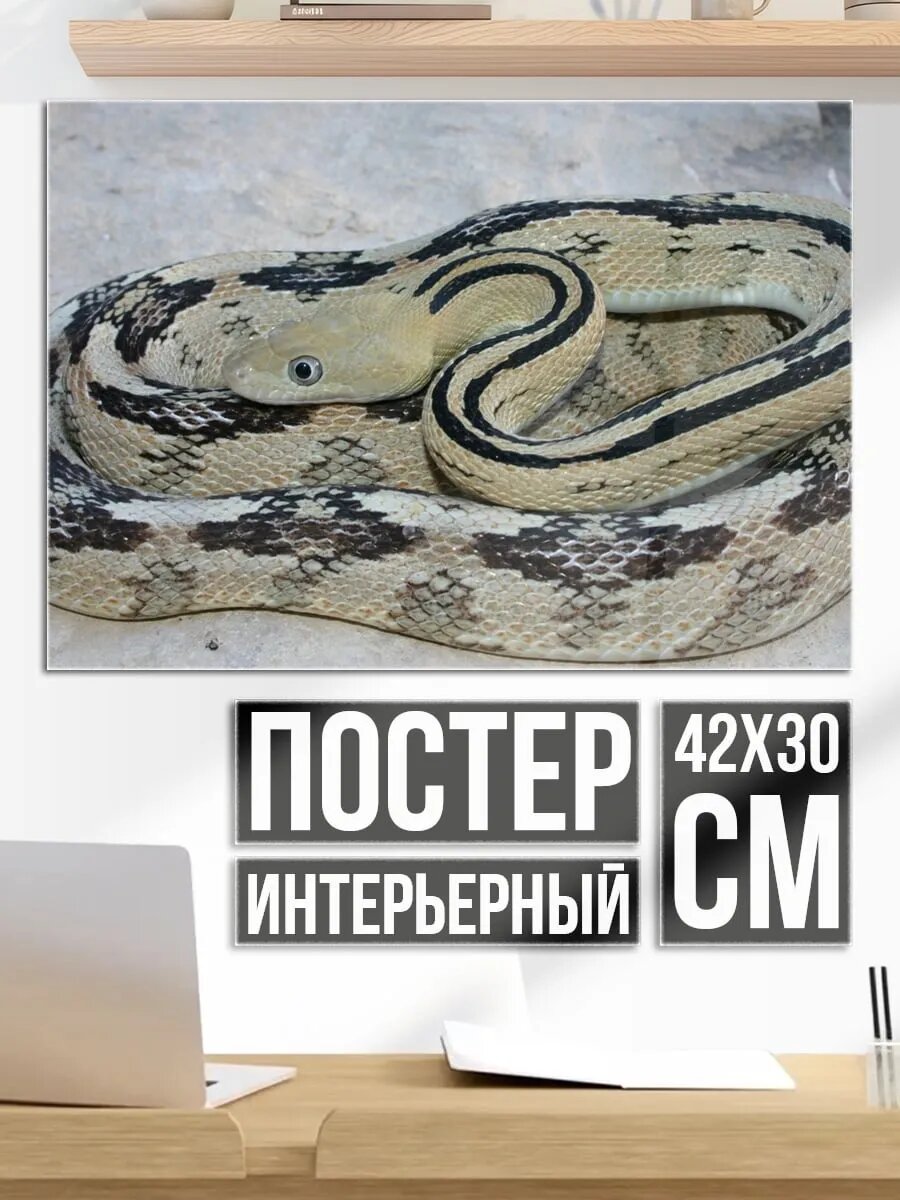 Плакат постер Змея в узорах
