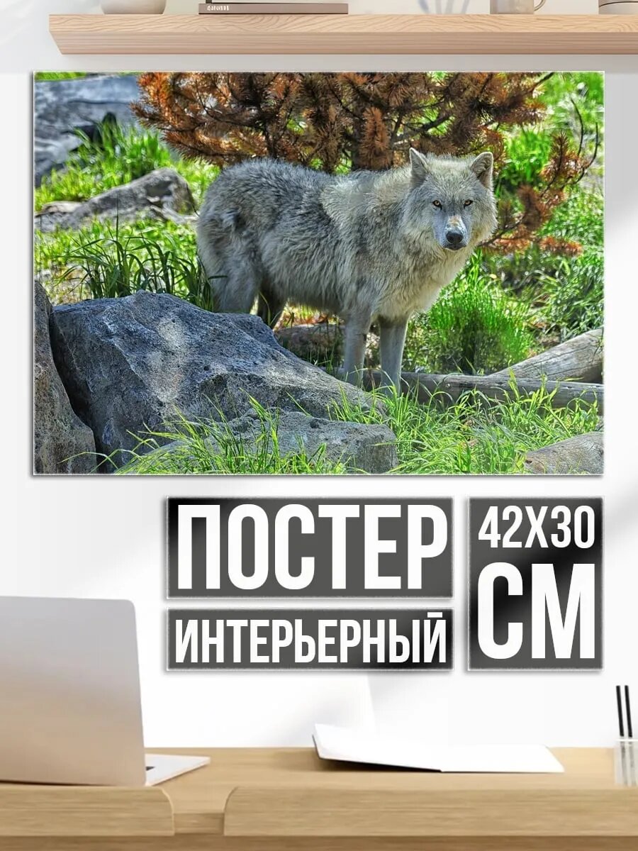 Плакат постер Волк в лесу