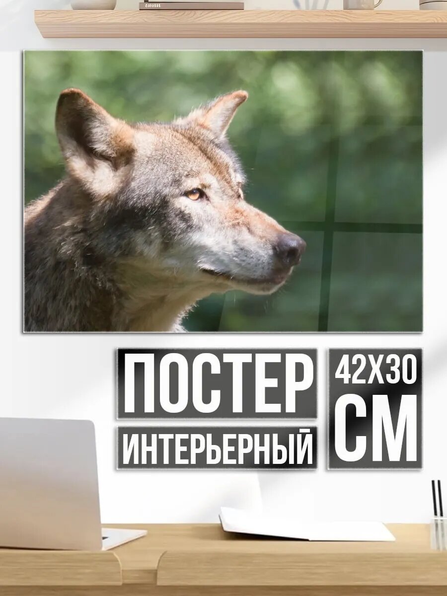 Плакат постер волк в лесу