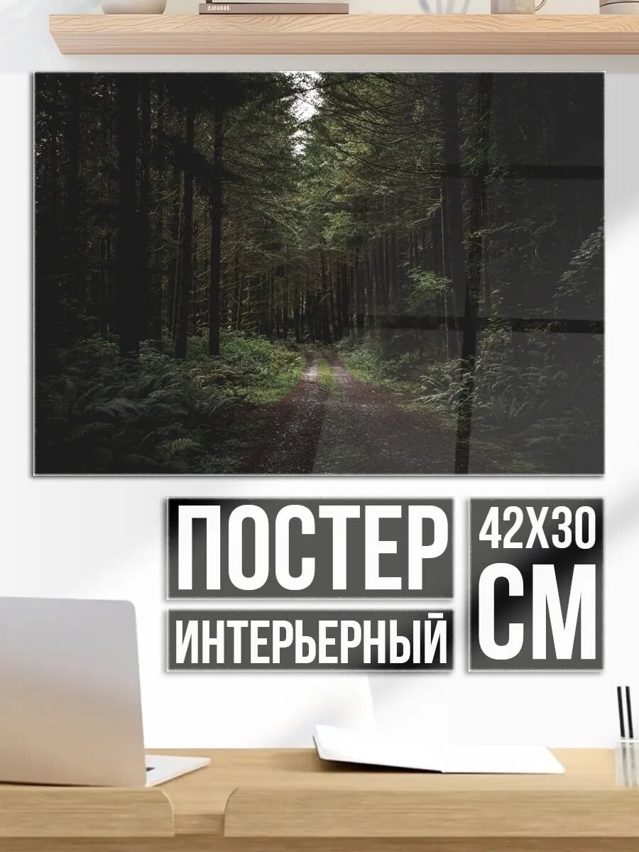 Плакат постер темный сосновый лес