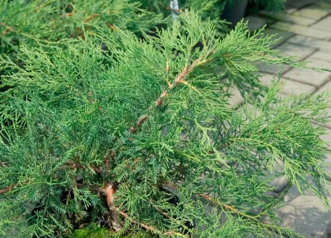 Можжевельник средний Метхот (Mathot), 60-80, С20
