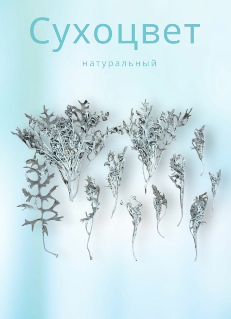 Цинерария. Веточки сухие.