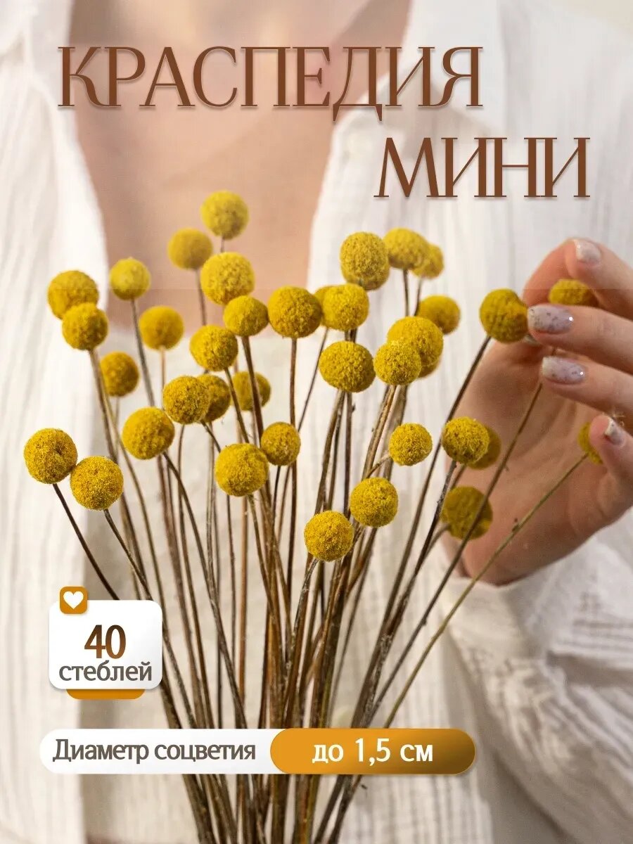 Краспедия 40 шт, сухоцветы для декора