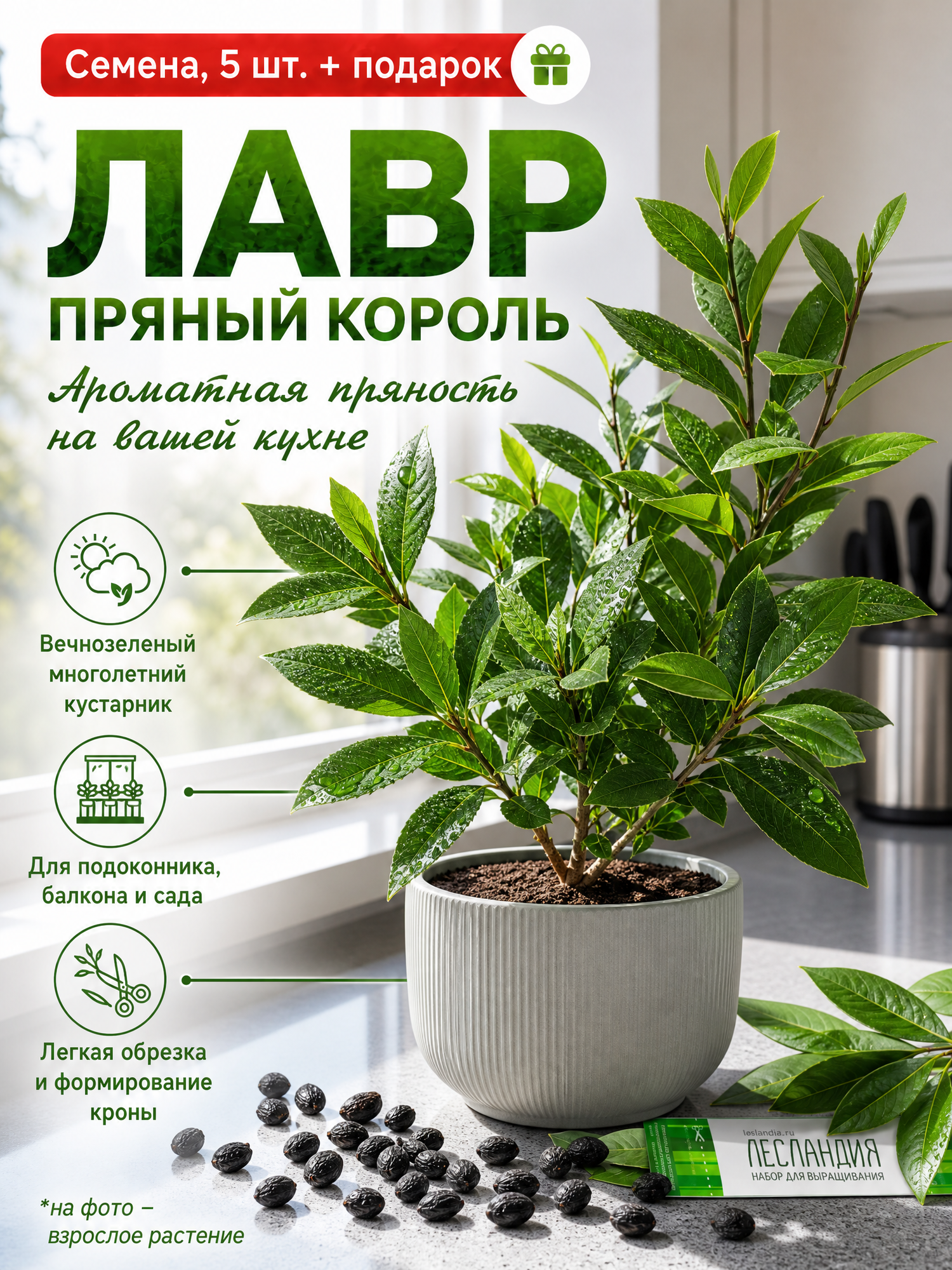 Лавр Пряный Король, Семена, 5 шт, семена трав и пряных растений