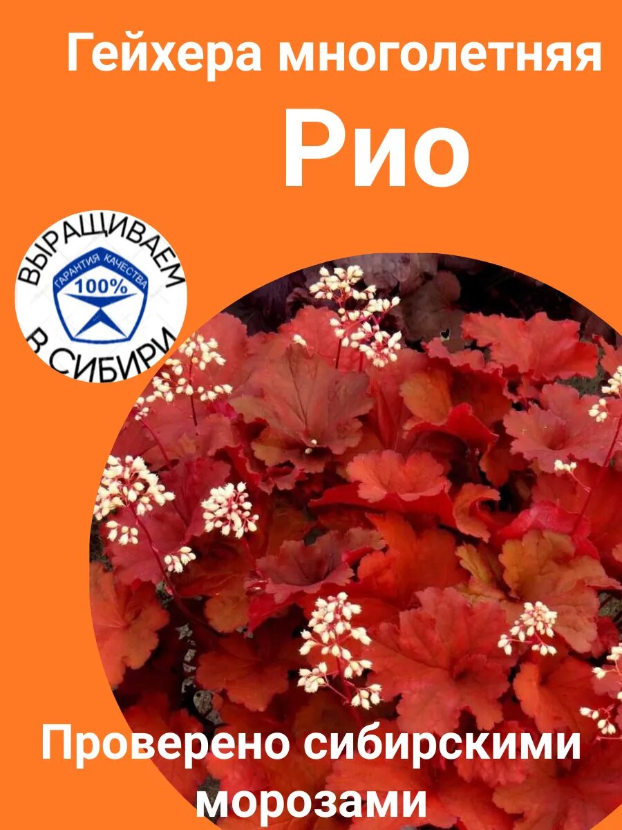 Гейхера Рио многолетняя зимостойкая для клумб и ландшафта