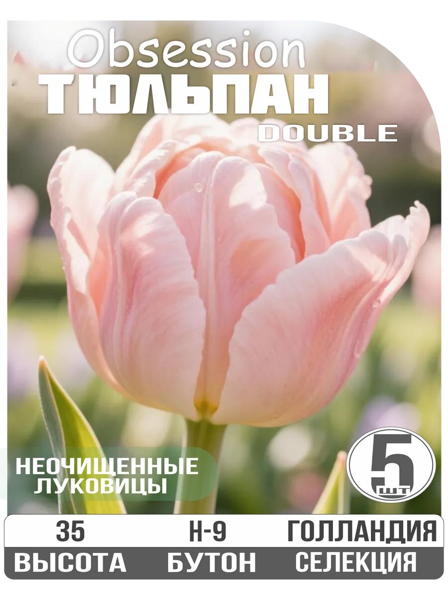 Тюльпаны луковицы многолетние Обсессион 5шт неочищенные розовые