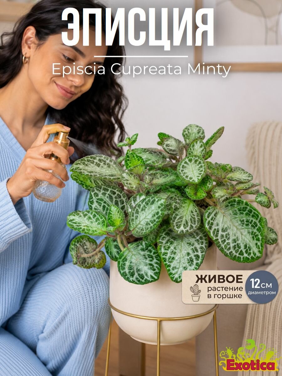 Эписция Медная Минти (Episcia Cupreata Minty) D12см, живое растение