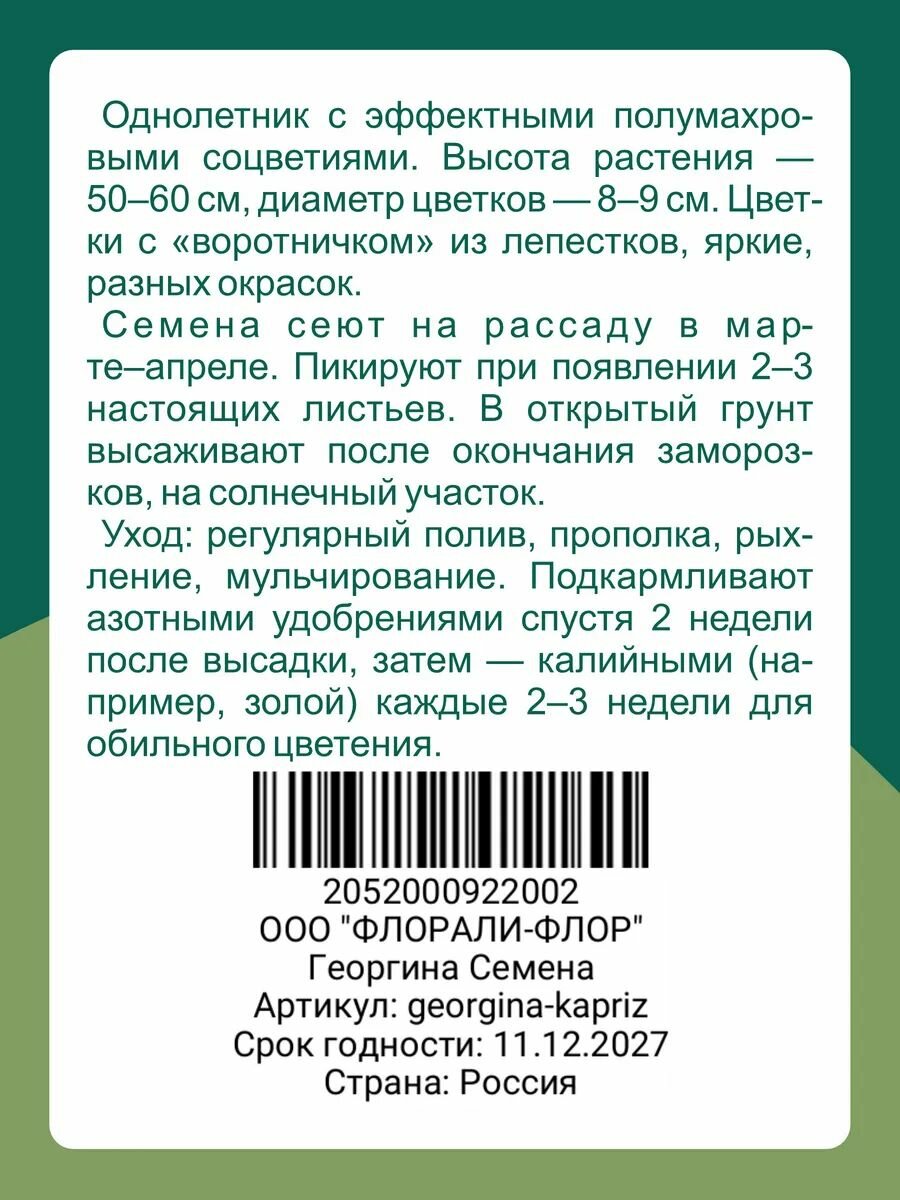 Георгина Семена — фото 1