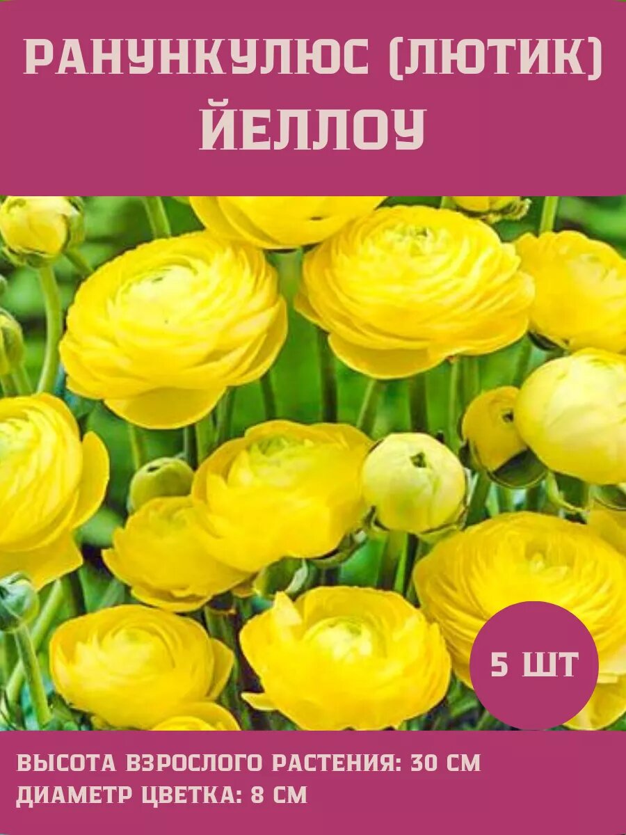 Ранункулюс махровый азиатский лютик