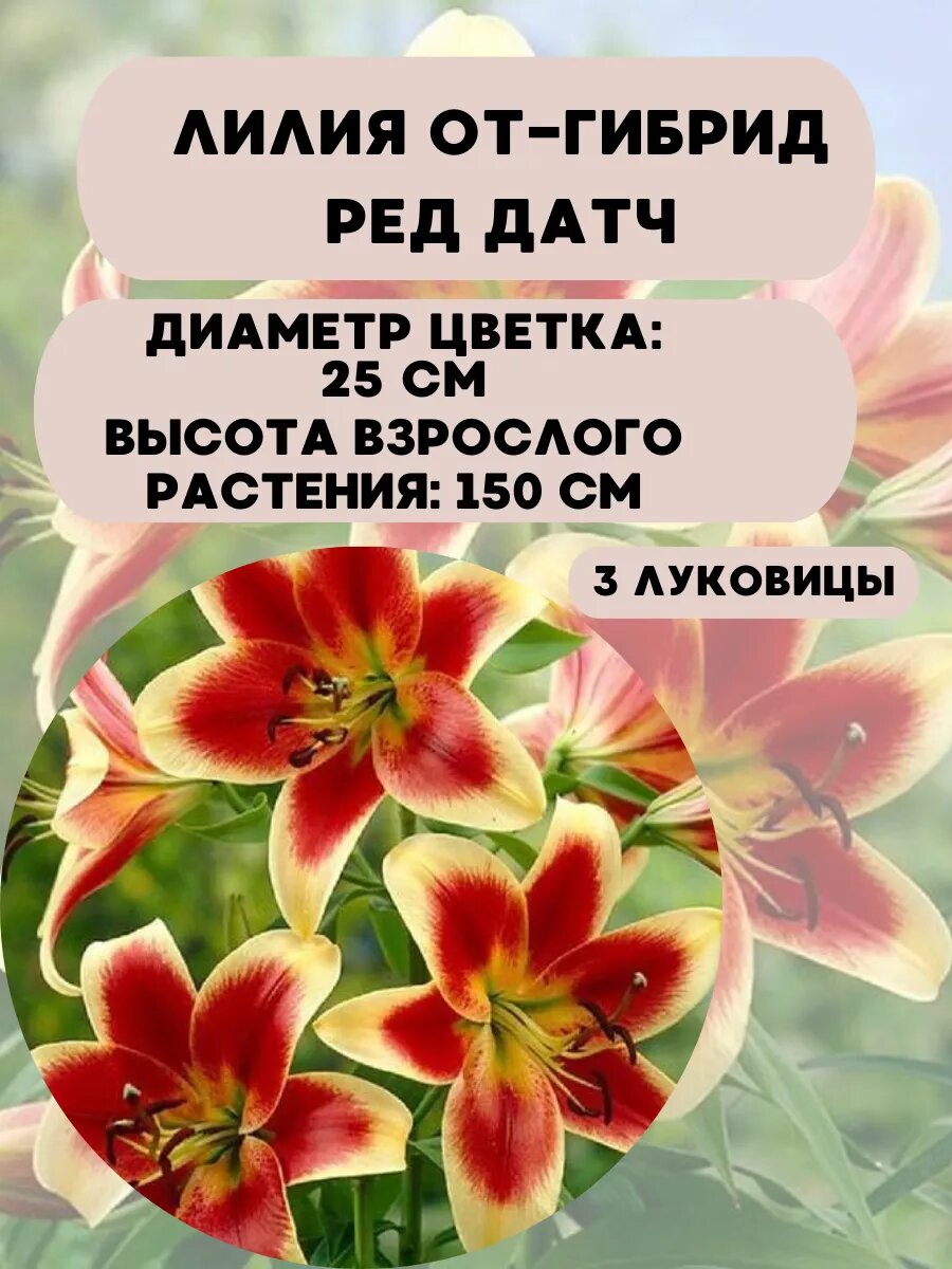 Лилия; Лилия от-гибрид; Лилия восточная