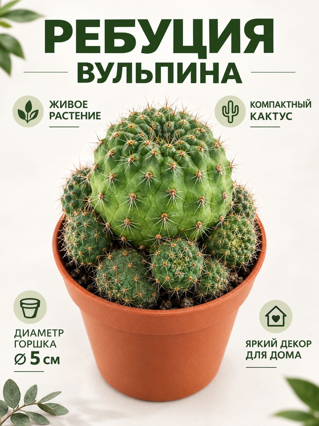 Ребуция Вульпина (Rebutia Vulpina), живое растение, D-5 живое растение