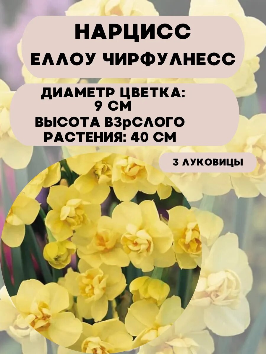 Нарцисс махровый / Луковицы нарцисса