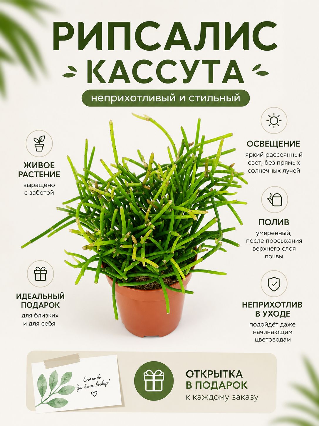 (Rhipsalis Cassutha), суккулент живой, D-5 и открытка