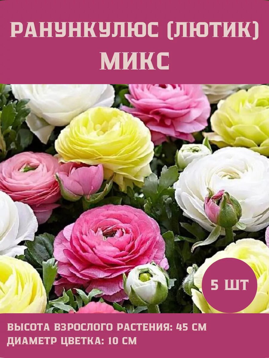 Ранункулюс махровый азиатский лютик