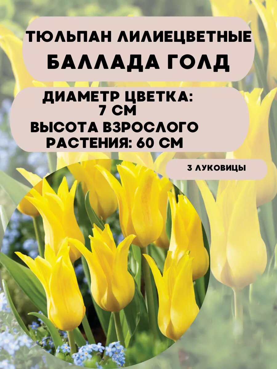 Тюльпан луковицы /Тюльпан триумф/Тюльпан махровый