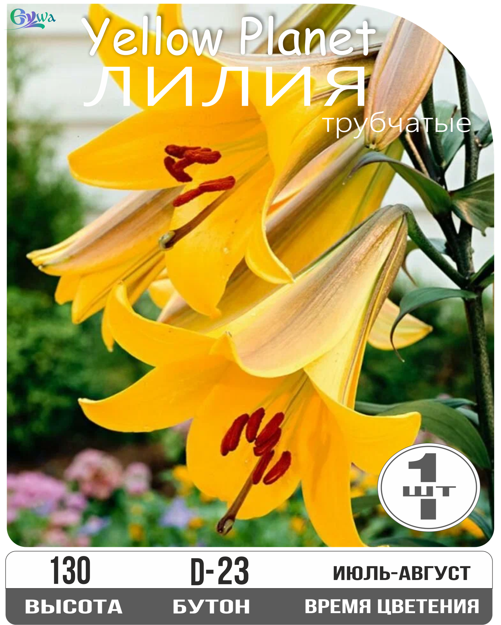 Лилия луковицы многолетние Еллоу Планет, трубчатые, высота 130 см, 1шт.