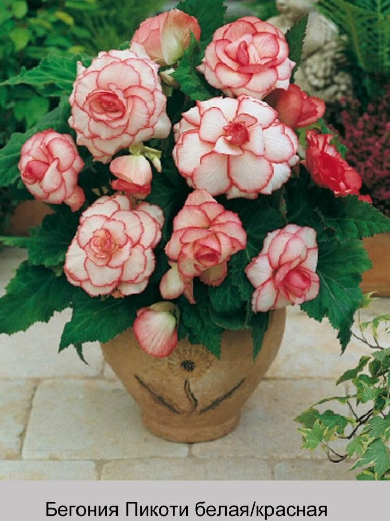 Бегония Пикоти белая с красным (Picotee white/red) 3 шт сотка