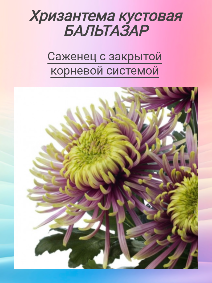 Хризантема кустовая Бальтазар