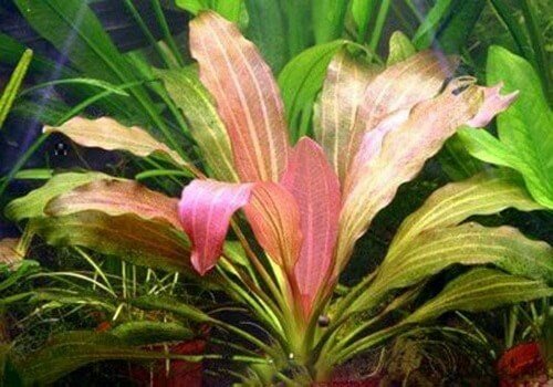 Эхинодорус Розе (Echinodorus Rose)