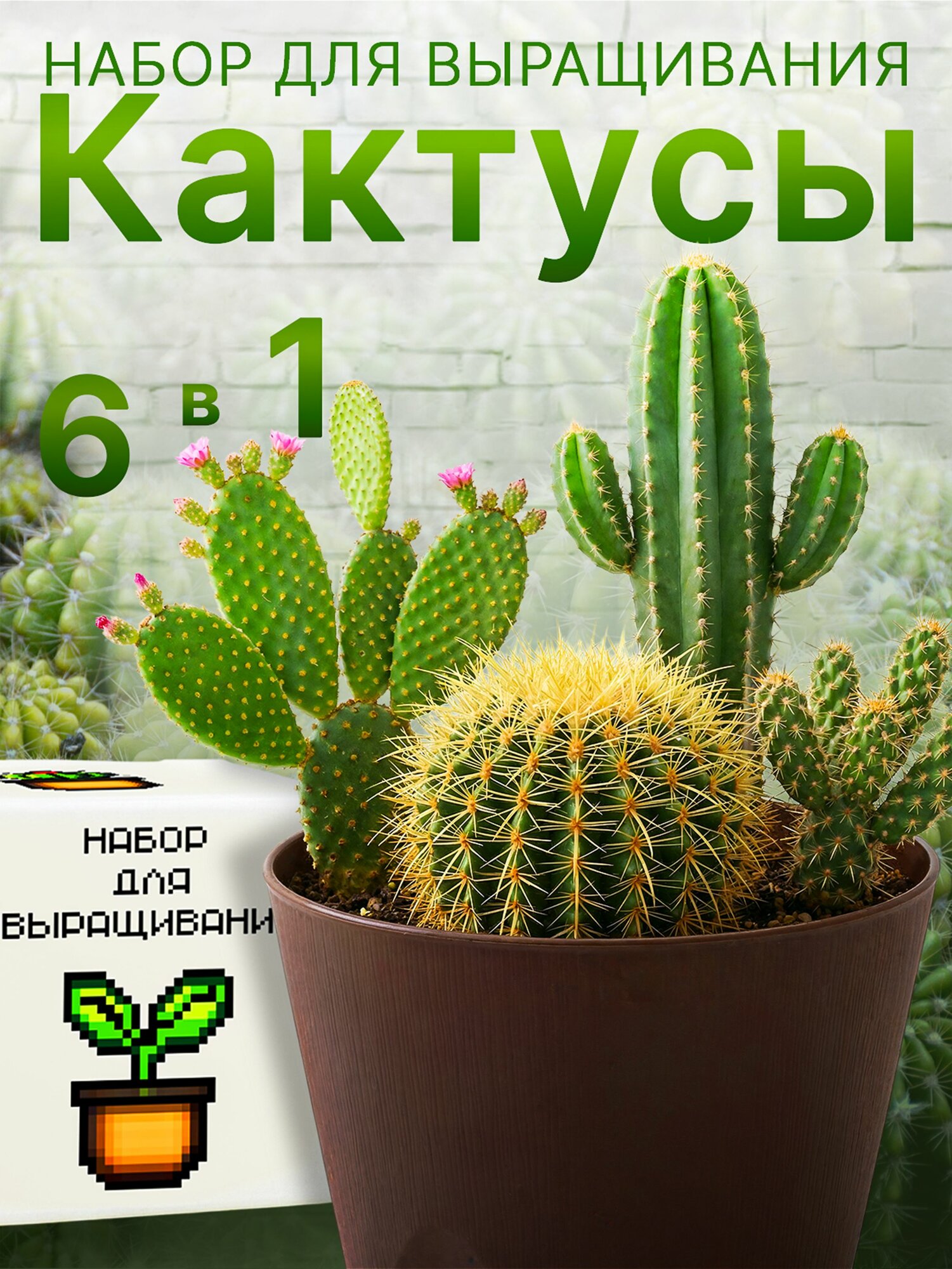 Уникальный набор для выращивания растений Кактусы с грунтом и кашпо
