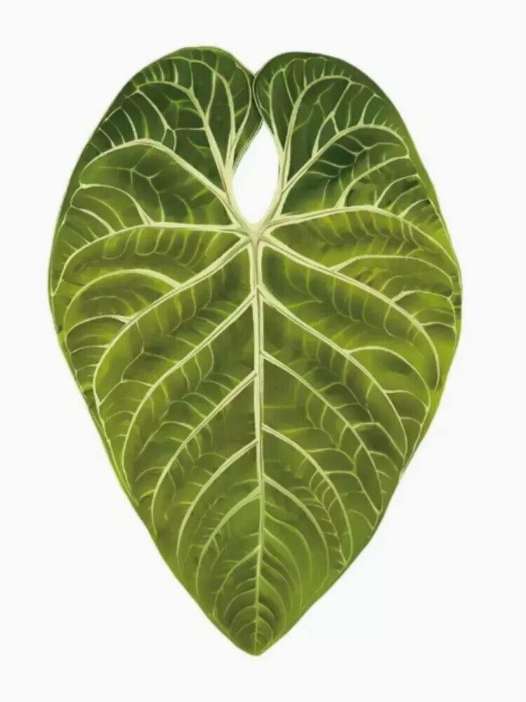 Магия Растений: Редкие тропические растения, креативные магниты на холодильник, декор для дома, серия растительных магнитов