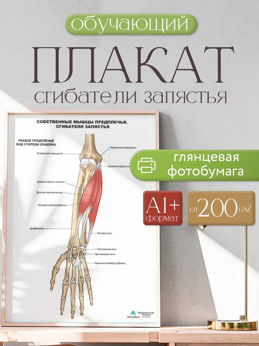 Сгибатели запястья плакат глянцевая фотобумага от 200 г/кв. м, размер A1+