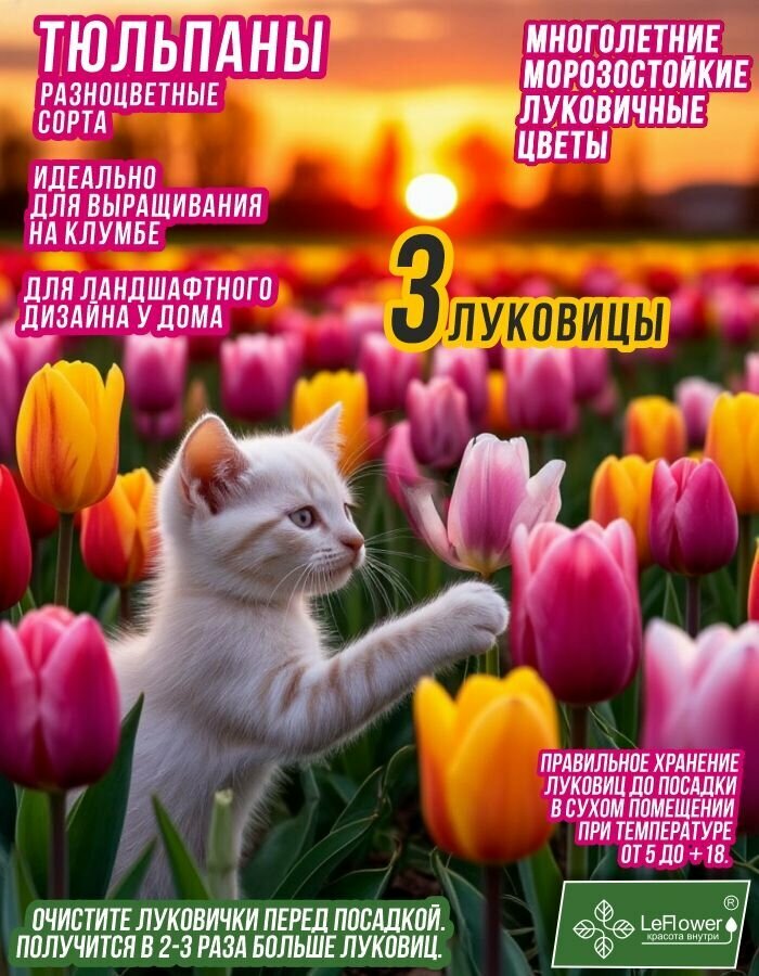 Тюльпан Луковица, Микс сортов 3 шт, неочищенные