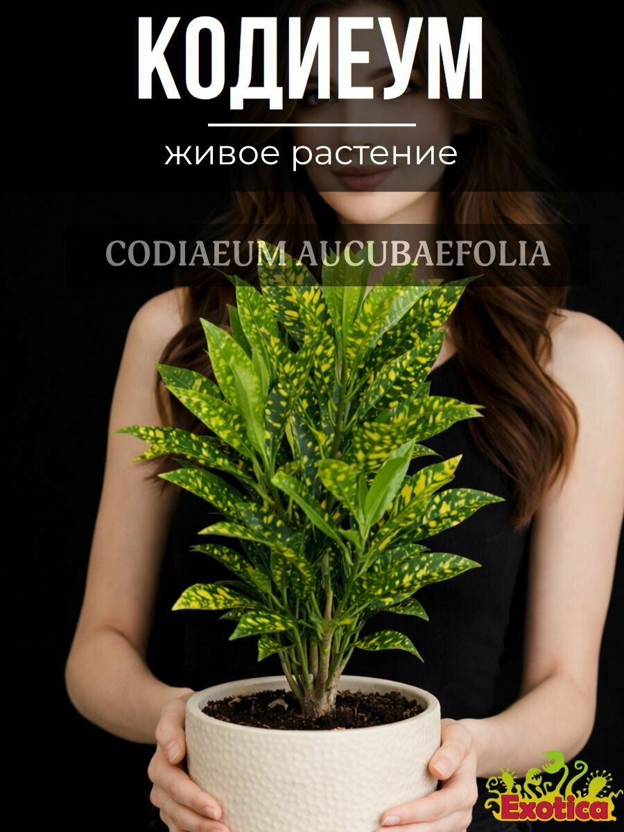 Кодиеум, или Кротон Аукуболистный (Codiaeum Aucubaefolia) D6см, растение в горшке