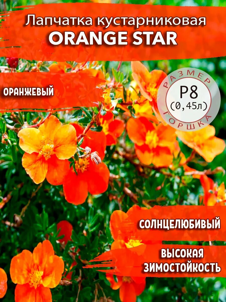 Лапчатка кустарниковая Orange Star