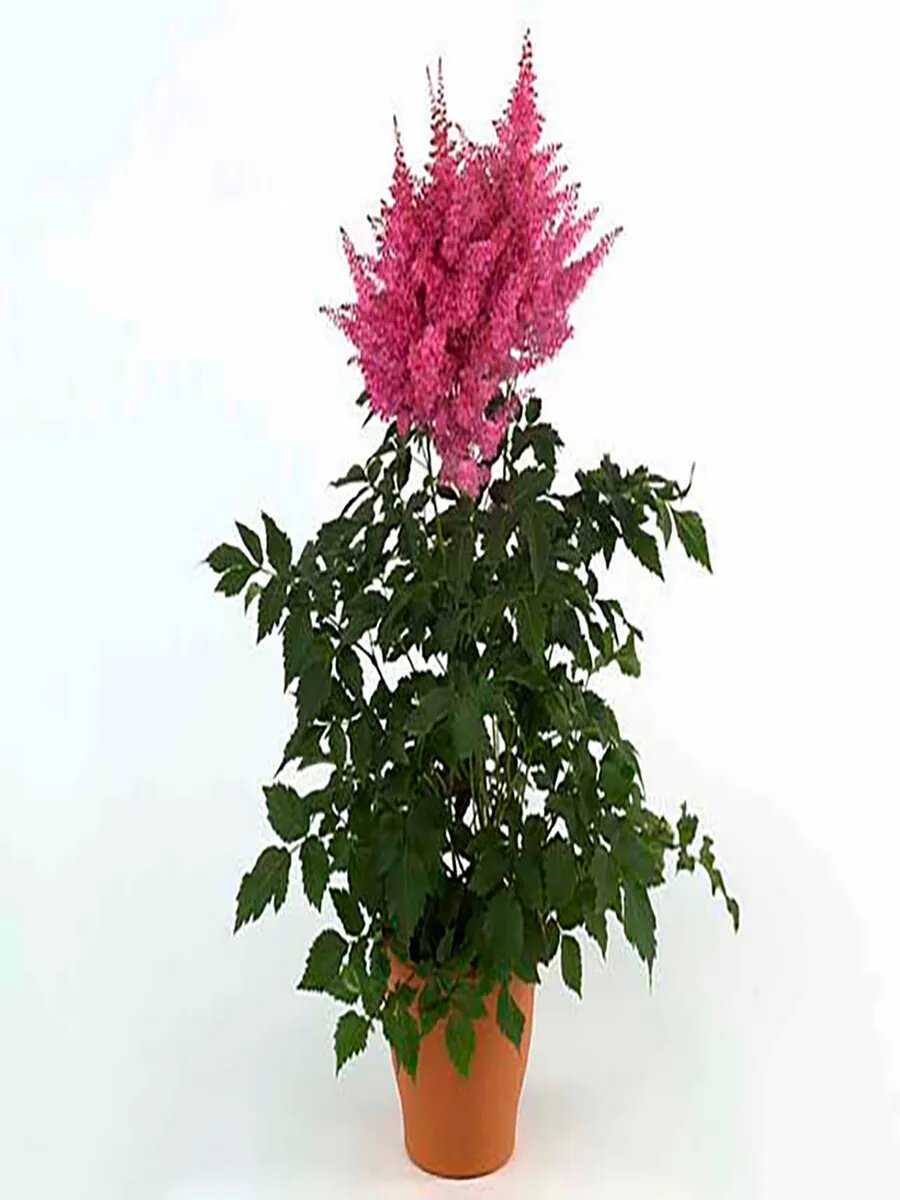 Астильба Арендса Hard Rock