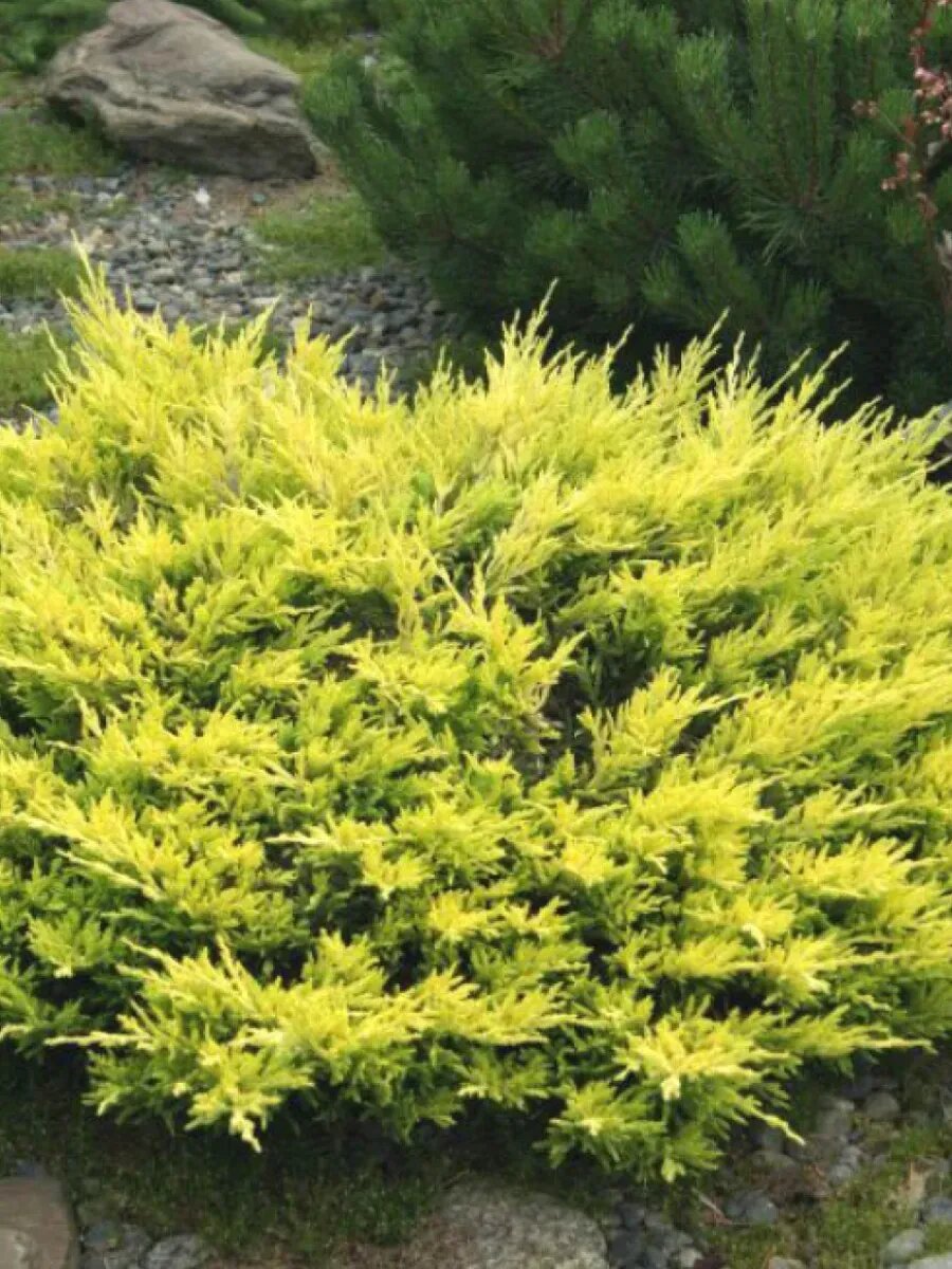 Можжевельник горизонтальный Limegiow