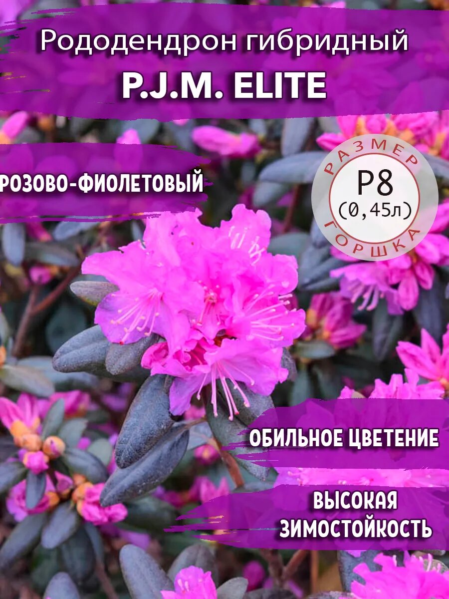 Рододендрон гибридный P.J.M. Elite