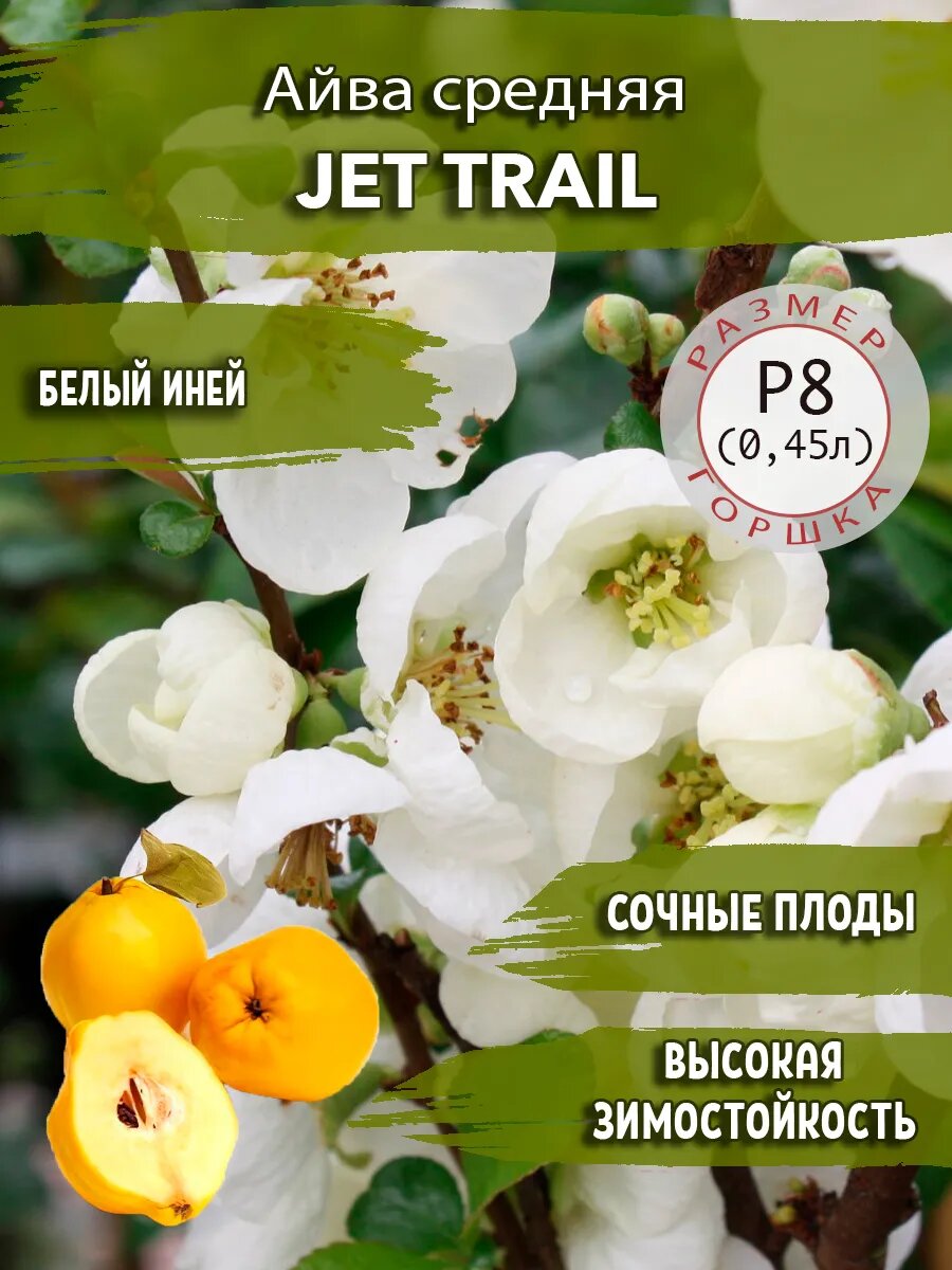 Айва средняя Jet Trail