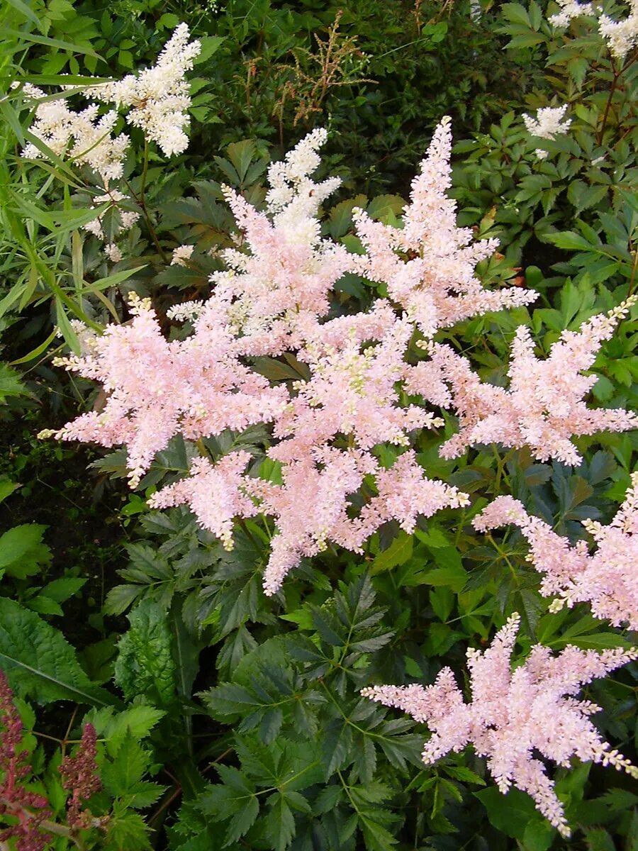 Астильба японская Peach Blossom