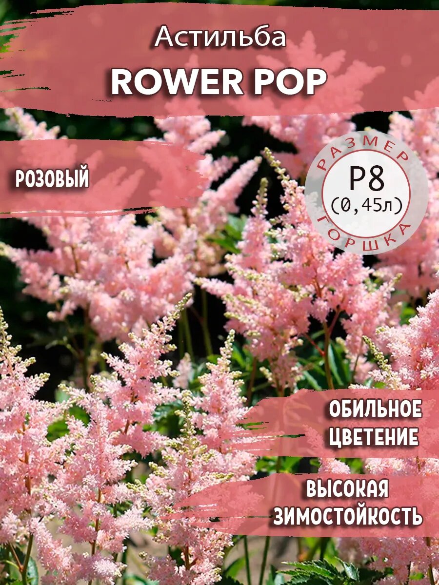 Астильба Power pop