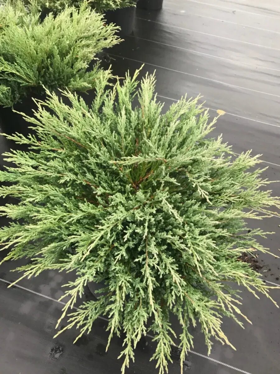 Можжевельник горизонтальный Andorra Compact