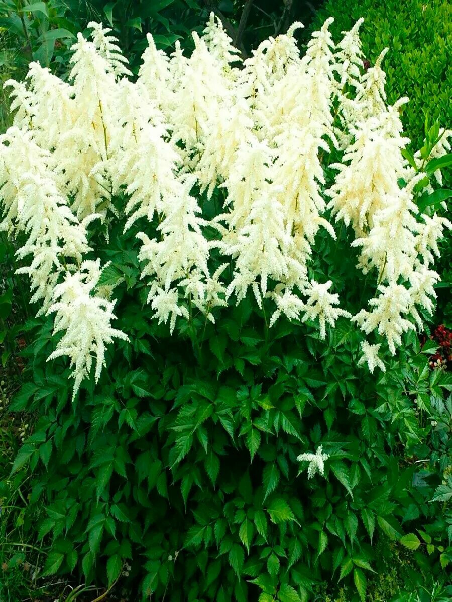 Астильба японская Washington P9