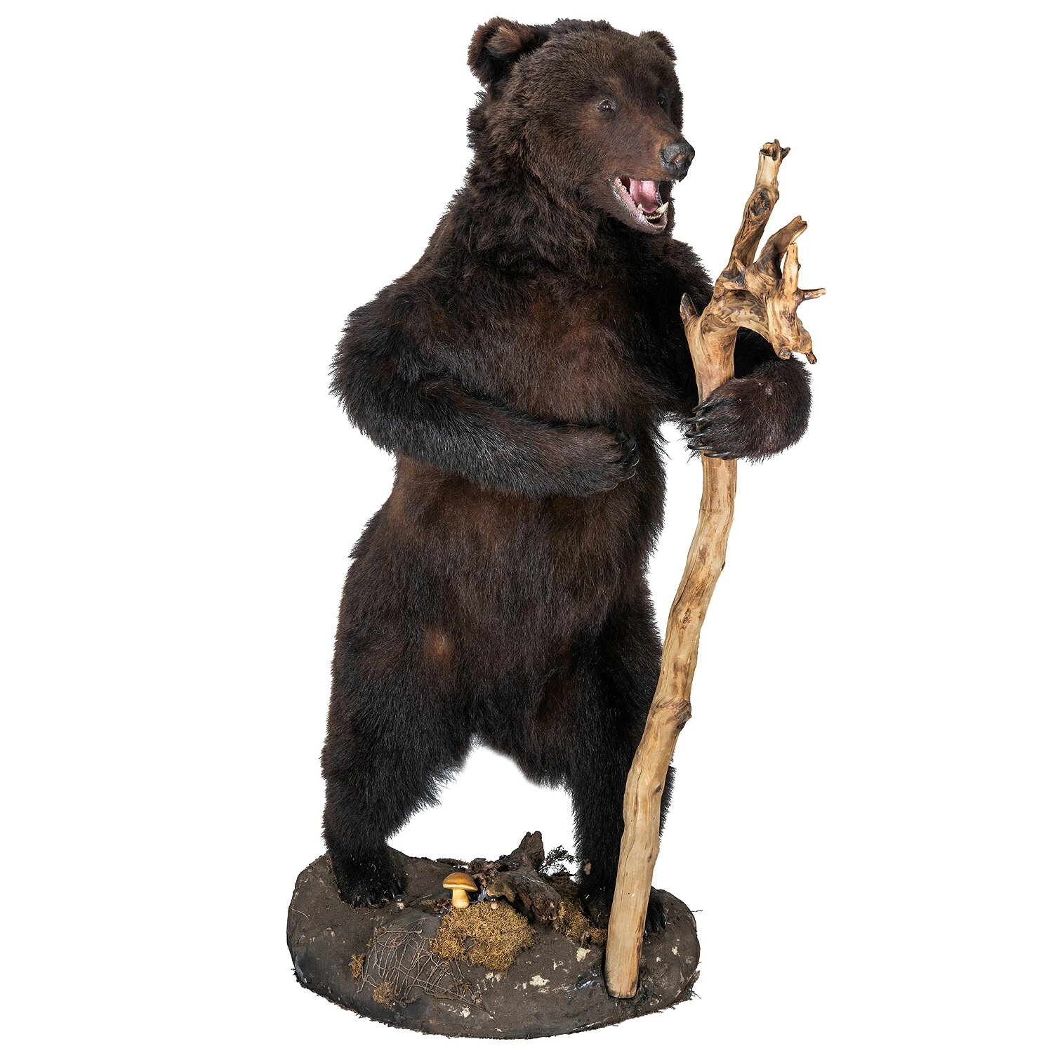 203343 Таксидермия Чучело медведя с посохом