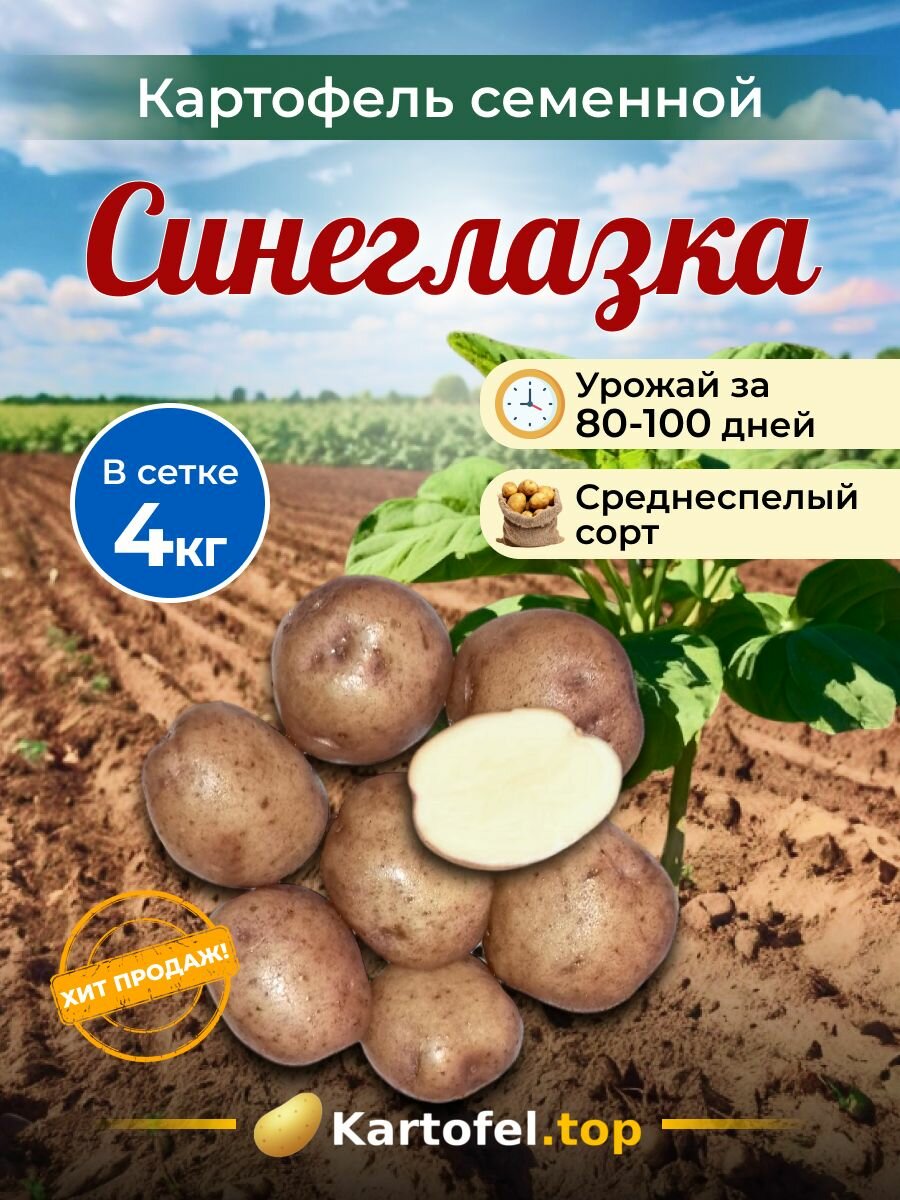 Картофель семенной клубни на посадку, саженцы "Синеглазка" элита (4 кг)